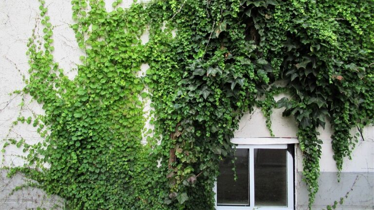 What Are Creepers? A Simple Guide for Garden Lovers - Maali Bhaiya