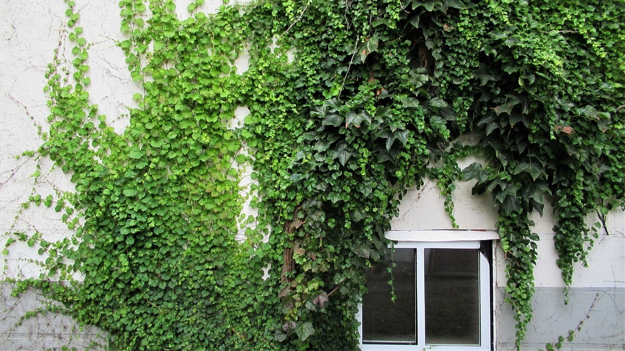 What Are Creepers? A Simple Guide for Garden Lovers - Maali Bhaiya