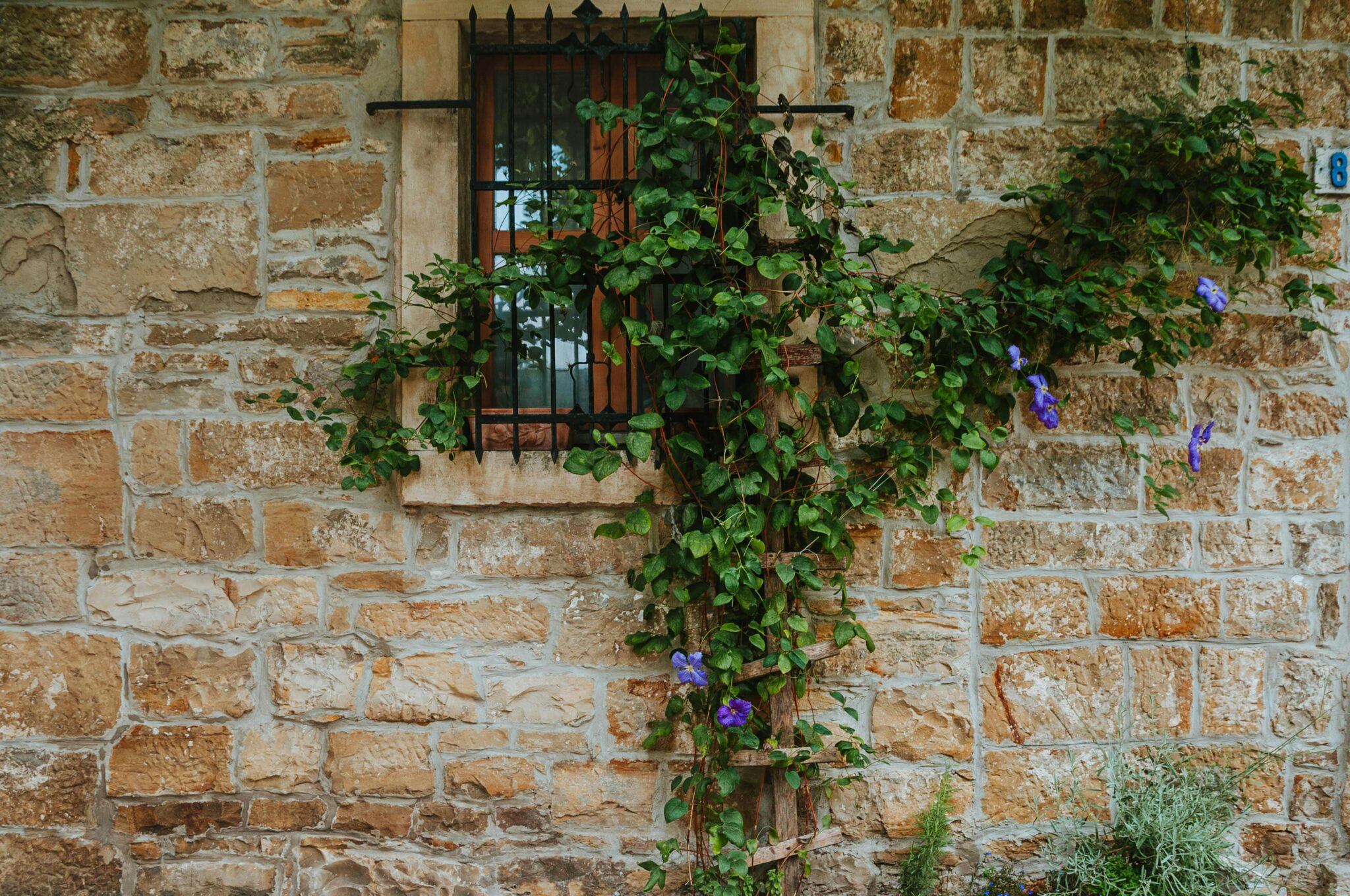 What Are Creepers? A Simple Guide for Garden Lovers - Maali Bhaiya