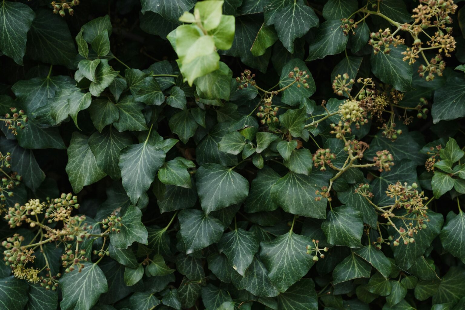 What Are Creepers? A Simple Guide for Garden Lovers - Maali Bhaiya