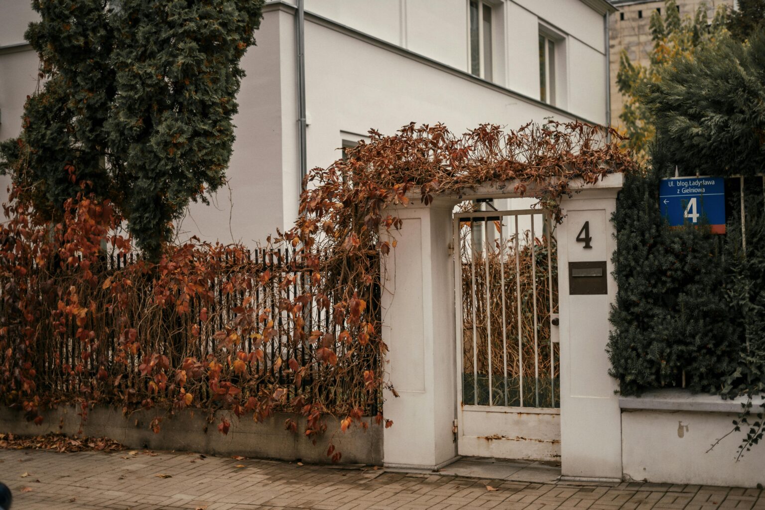 What Are Creepers? A Simple Guide for Garden Lovers - Maali Bhaiya