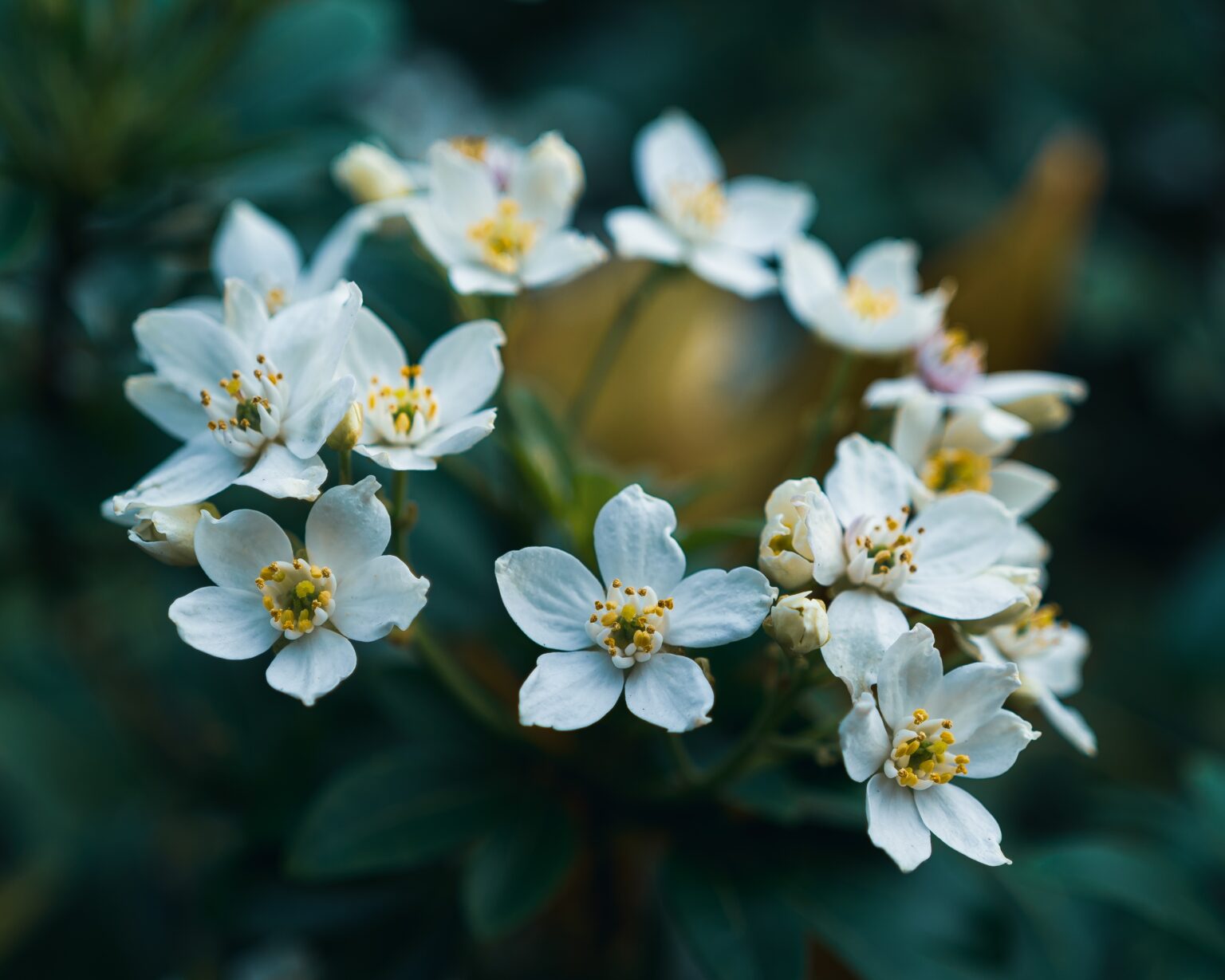 Traditional Indian Flower Names and Their Gardening Benefits - Maali Bhaiya