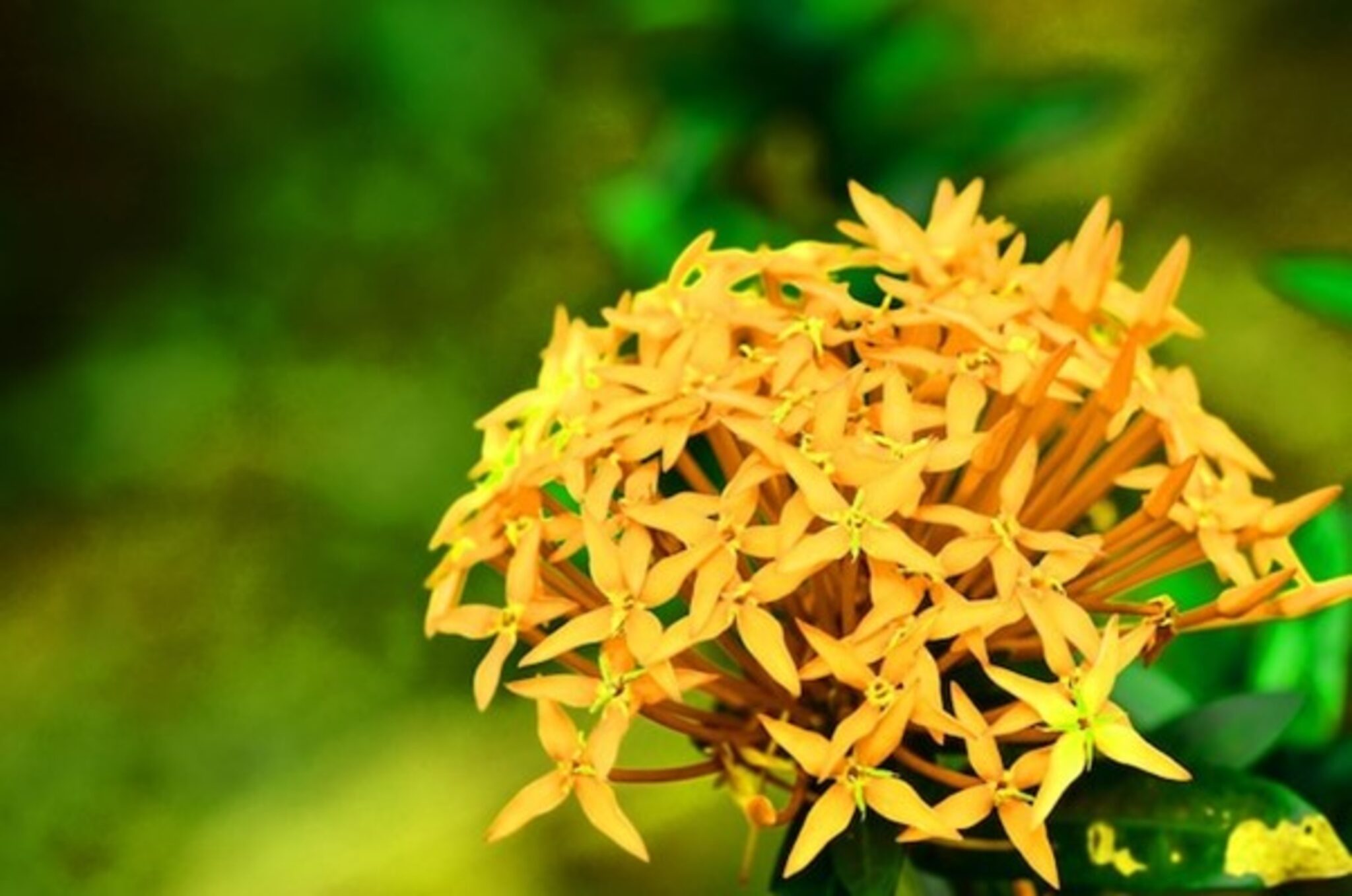 Traditional Indian Flower Names and Their Gardening Benefits - Maali Bhaiya