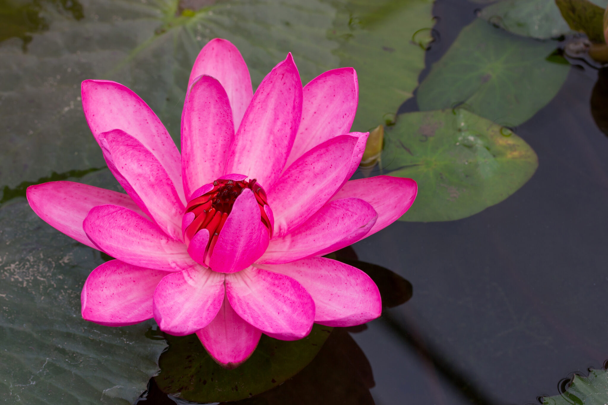 Traditional Indian Flower Names and Their Gardening Benefits - Maali Bhaiya