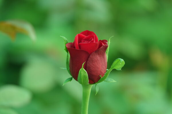 Traditional Indian Flower Names and Their Gardening Benefits - Maali Bhaiya