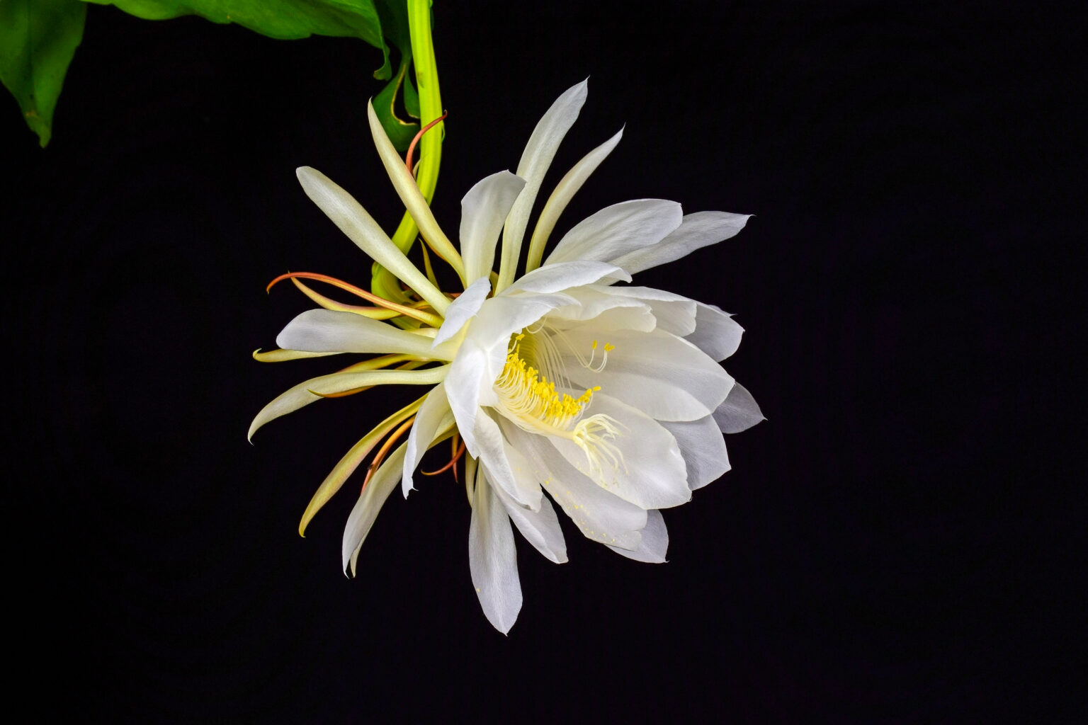 Traditional Indian Flower Names and Their Gardening Benefits - Maali Bhaiya