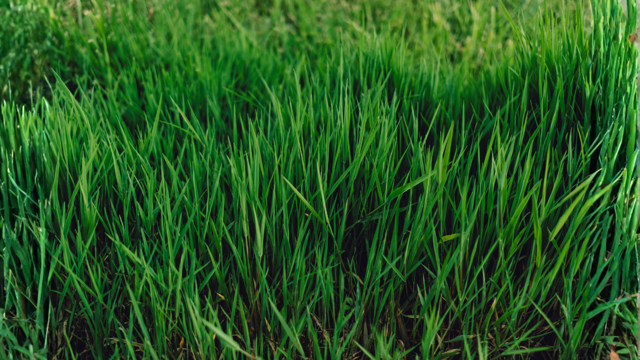 Doob Grass - The Complete Guide: Everything You Need to Know - Maali Bhaiya