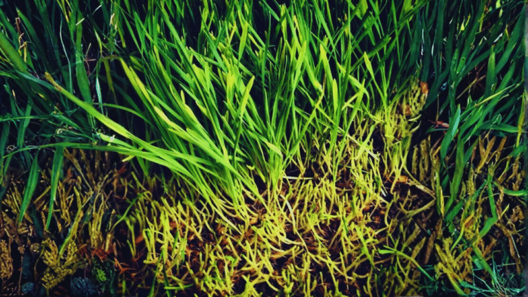 Doob Grass - The Complete Guide: Everything You Need to Know - Maali Bhaiya