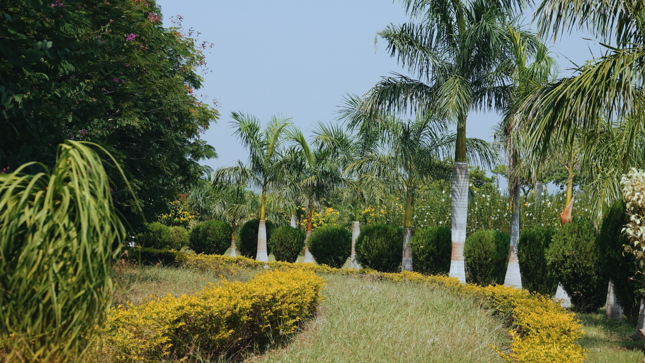 Palm Tree Types in India: Gardens, Roadsides & Farms